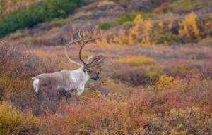 Wildlife of Denali: Spotting Alaska's Majestic Animals - Denali ATV