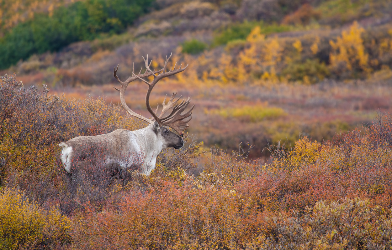 Wildlife of Denali: Spotting Alaska's Majestic Animals - Denali ATV
