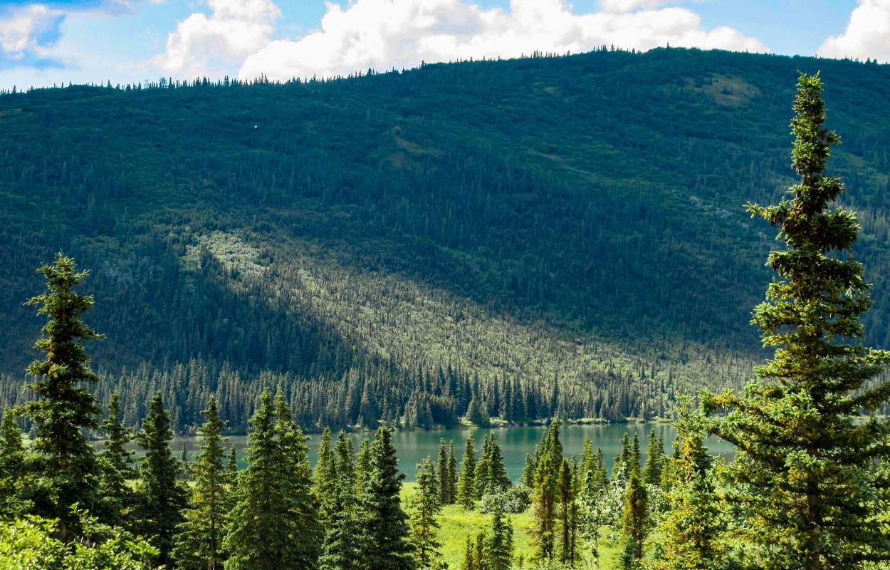 Top 5 Must-See Locations in Denali National Park - Denali ATV